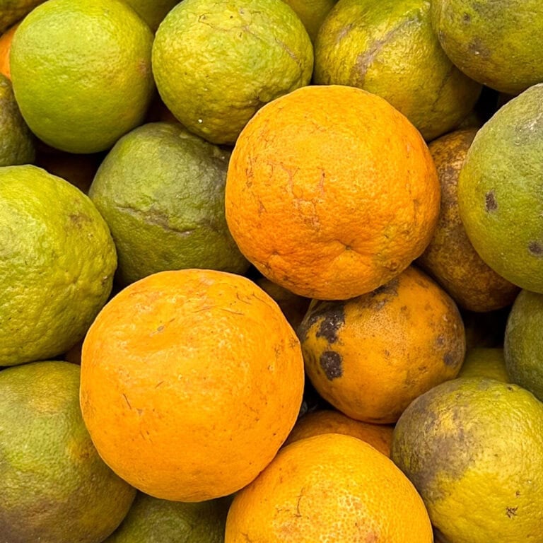 Authentic Cuban Mojo Marinade (Mojo Criollo) - A Sassy Spoon